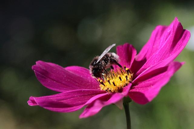 Ta hand om pollinerande insekter i din trädgård | DagensNaringsliv.se